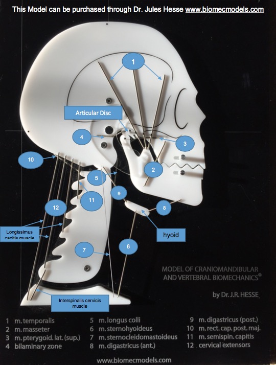 Technical Notes from Mike: The Detrimental Effects of Forward Head ...